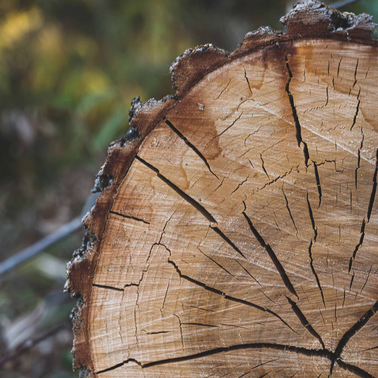 WM TREES | Tree Surgery and Arboriculture Services | Tree Surgeon in ...